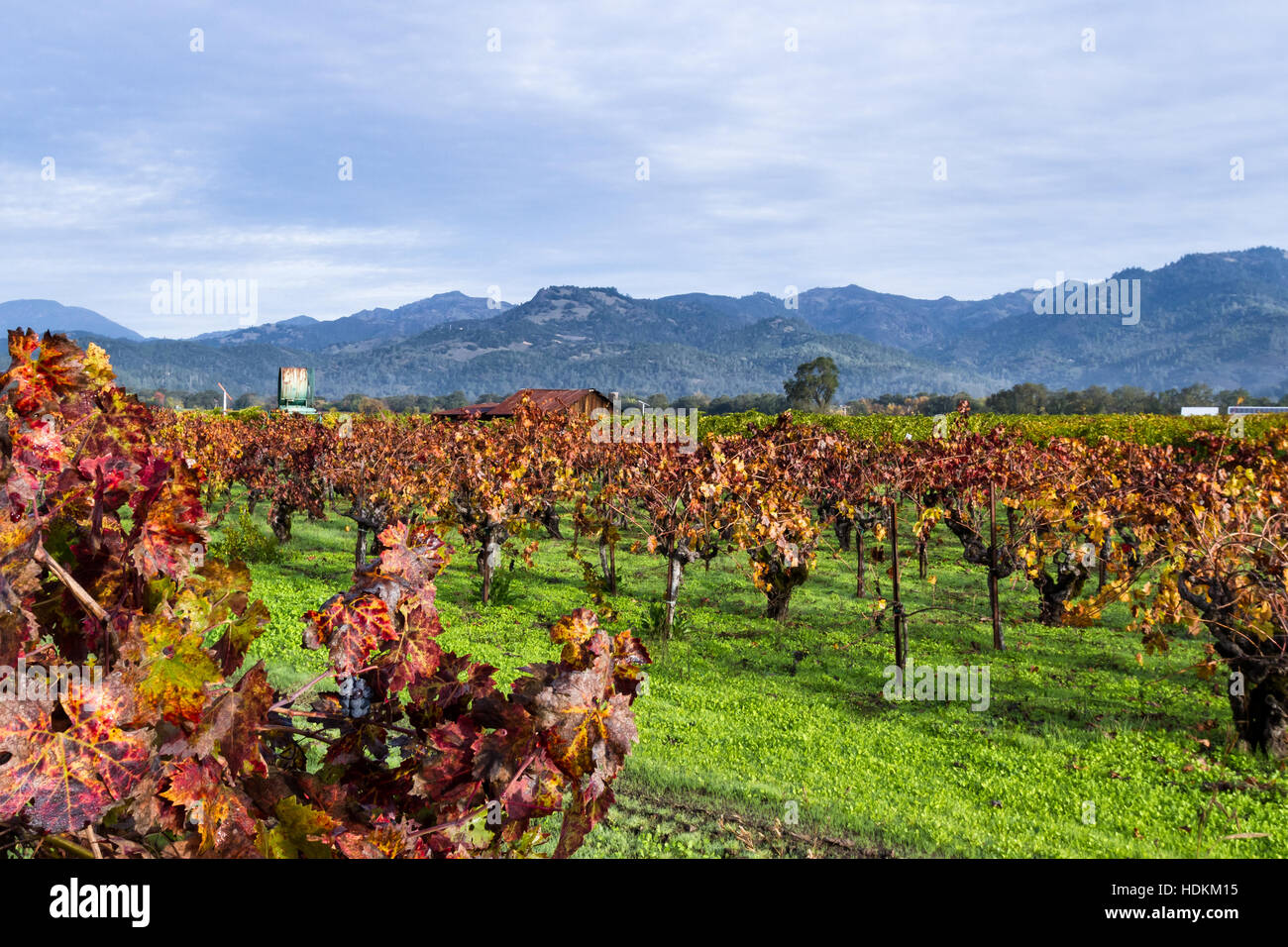 wooden building with rusted tin roof in the middle of a vineyard with a ...