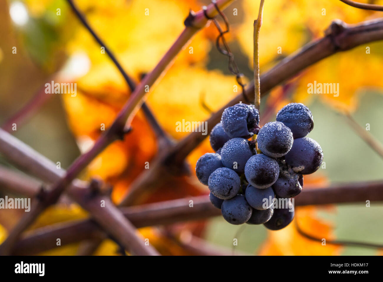 Fermenting grapes hi-res stock photography and images - Alamy