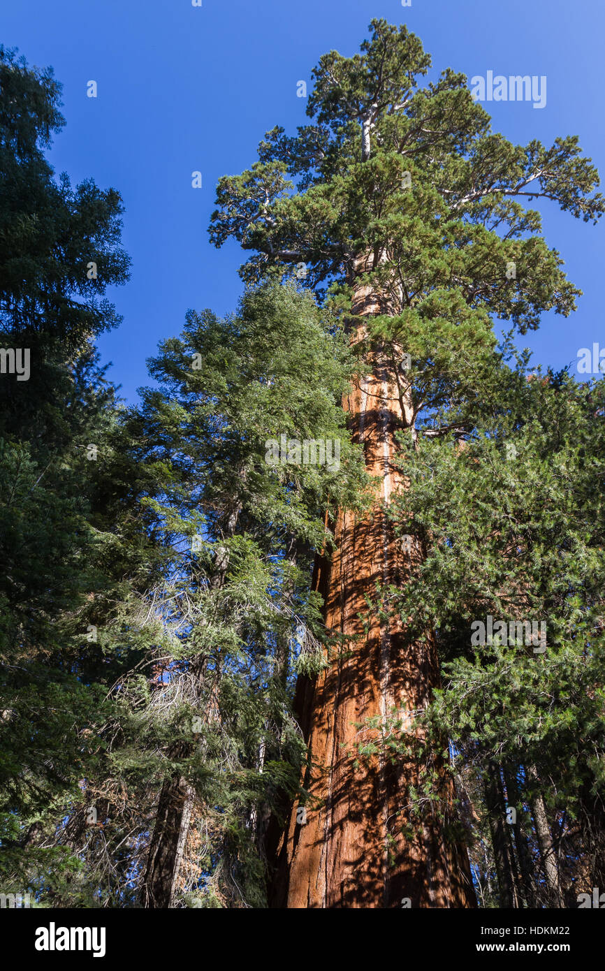 looking up to a giant sequoia tree in the Sequoia National Park in ...