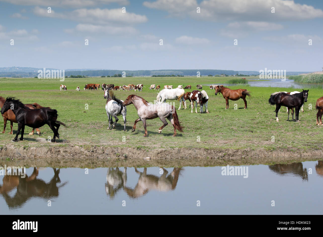 horses running on field farm scene Stock Photo - Alamy
