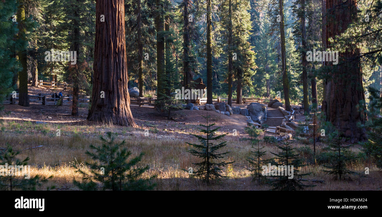 Beautiful giant sequoia trees with a beautiful almost orange bark ...