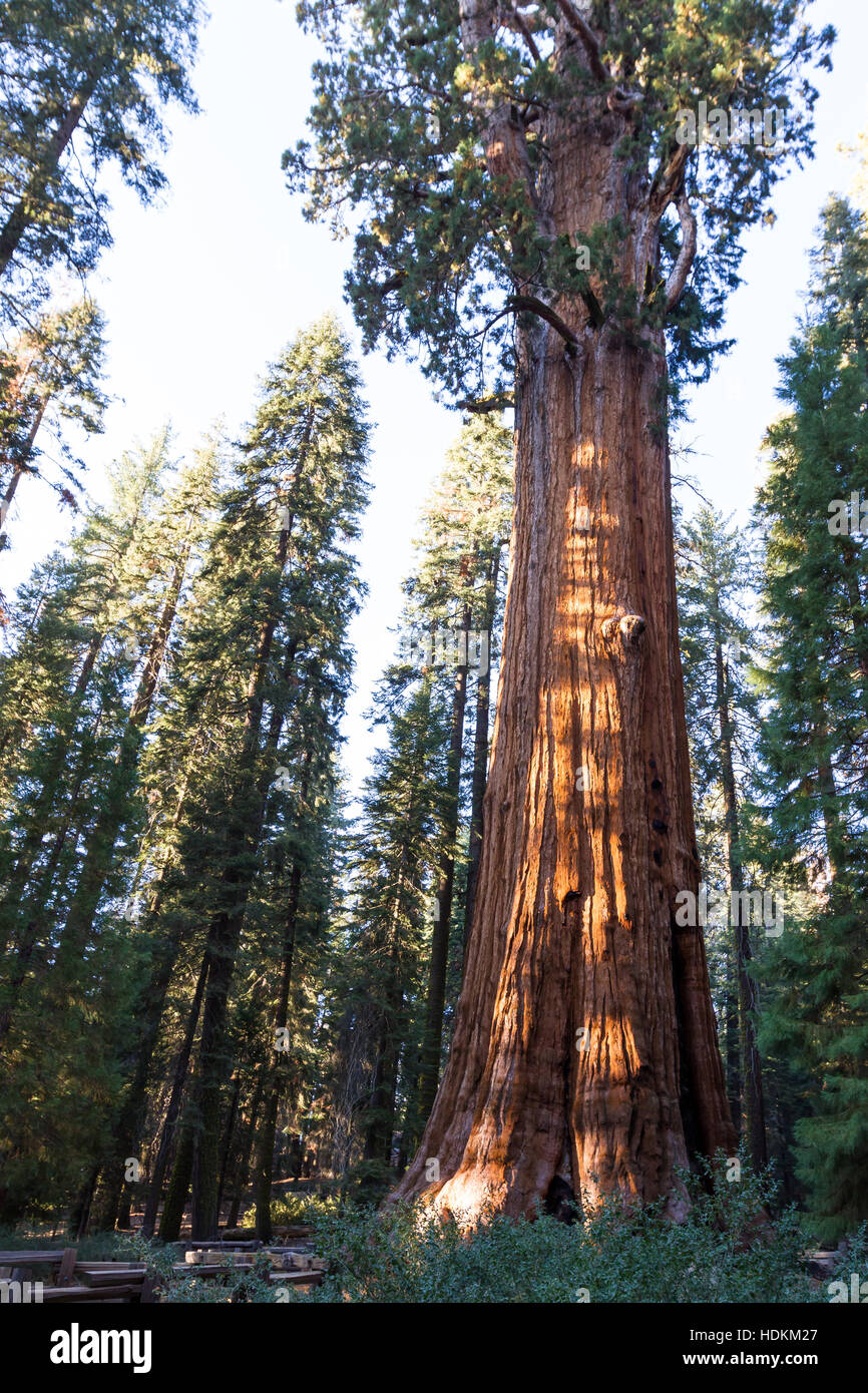giant sequoia trees with a beautiful almost orange bark glowing in the ...