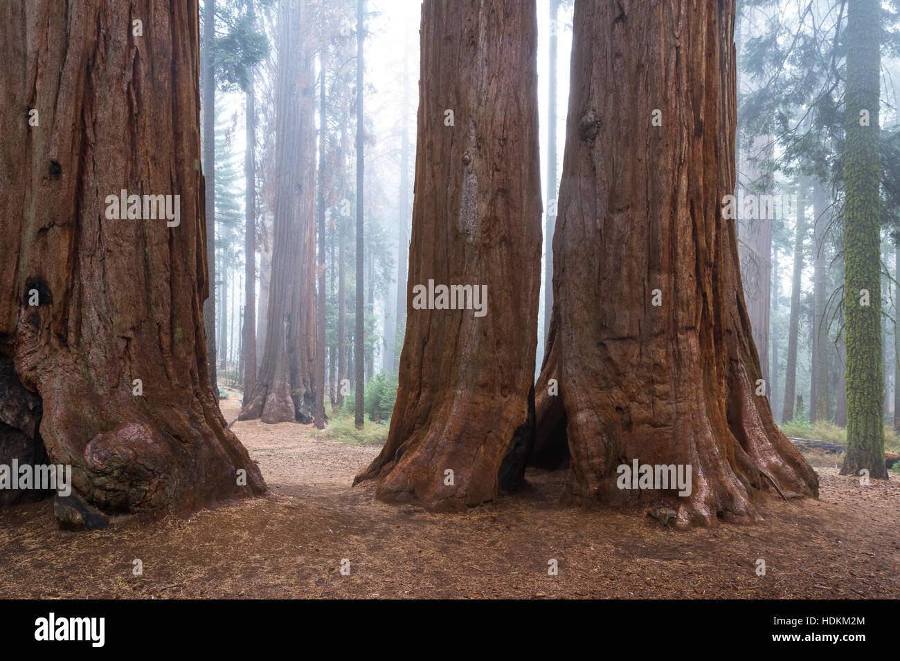 base and trunk of a giant sequoia tree in a forest in the Sequoia ...