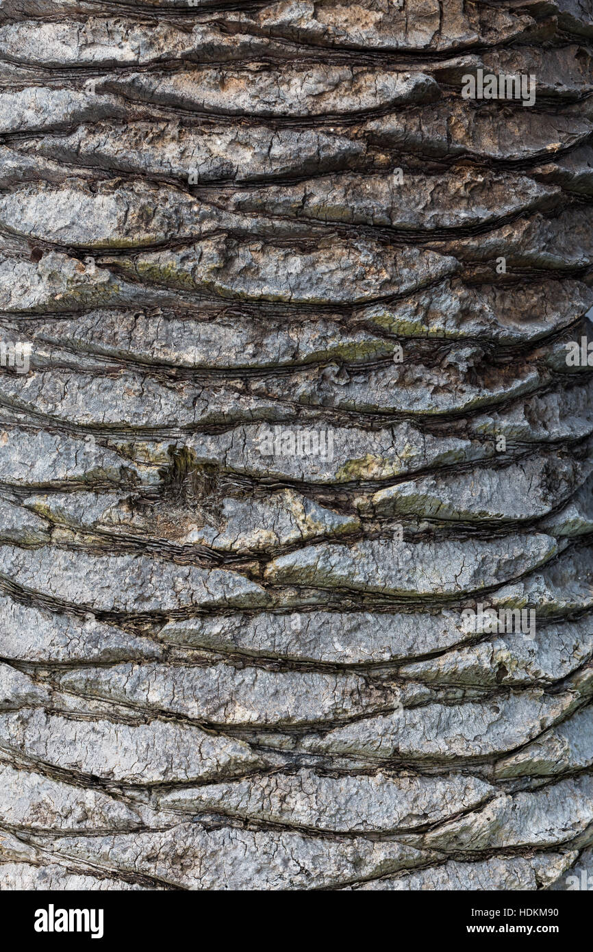 Closeup texture of palm tree as a pattern background Stock Photo - Alamy