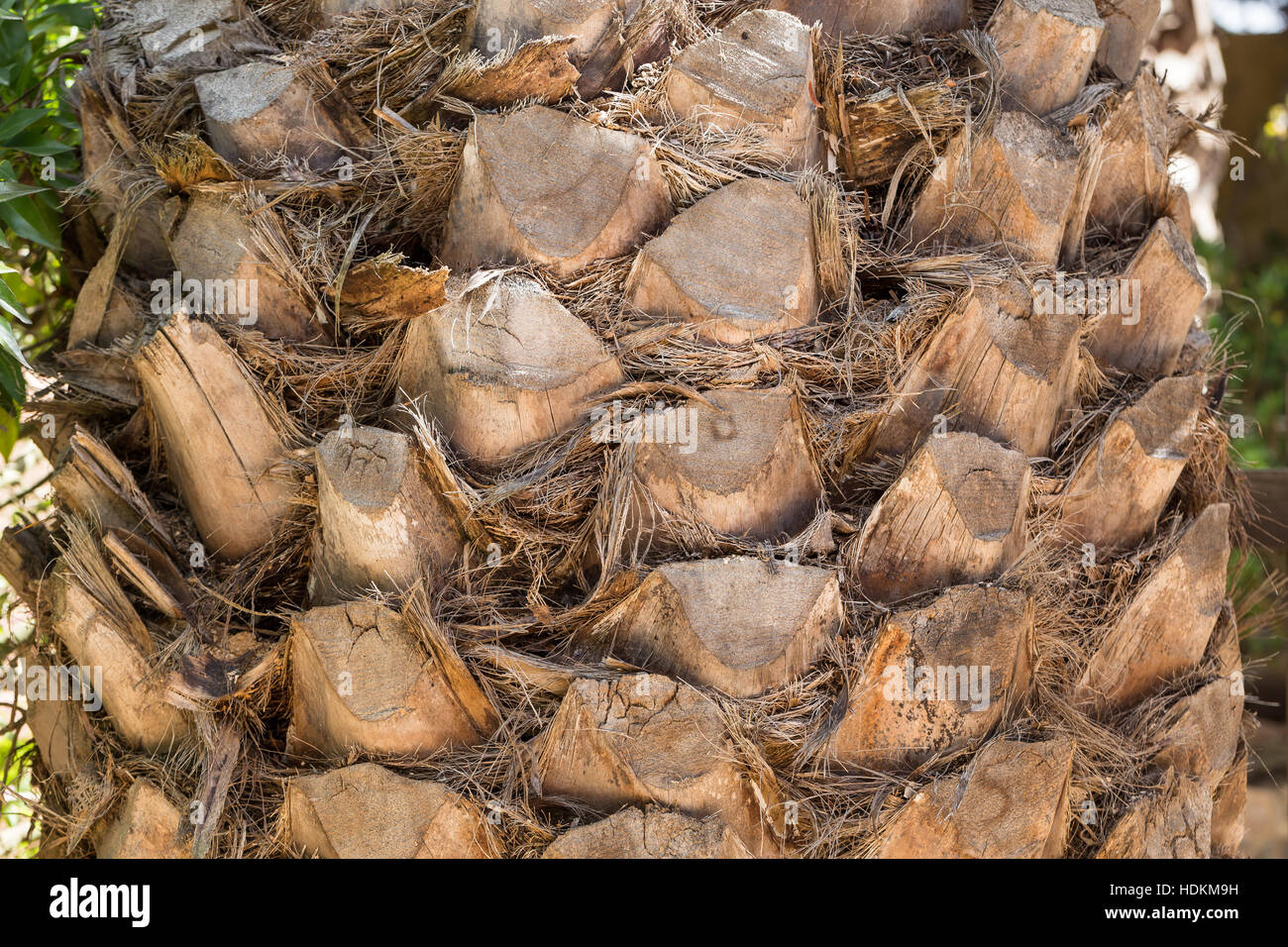 palm tree trunk background texture Stock Photo - Alamy