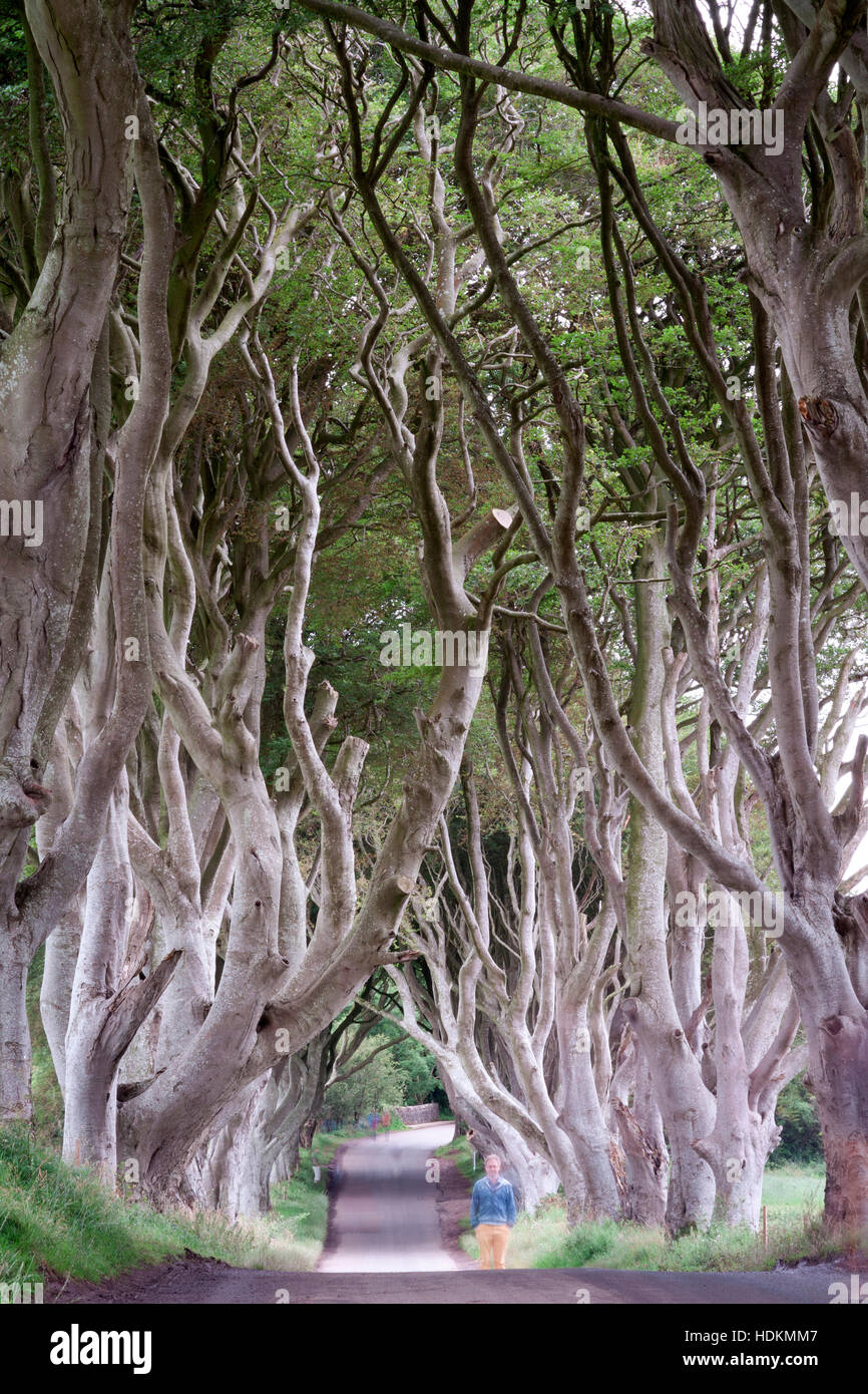Dark hedges ireland hi-res stock photography and images - Alamy
