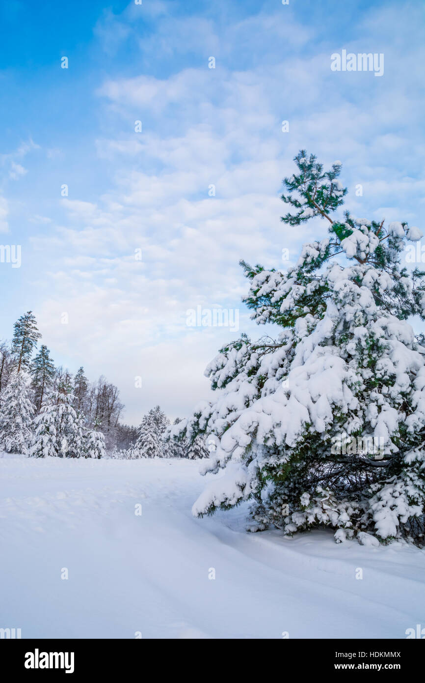 Twisting wood road with snow-covered track Stock Photo - Alamy
