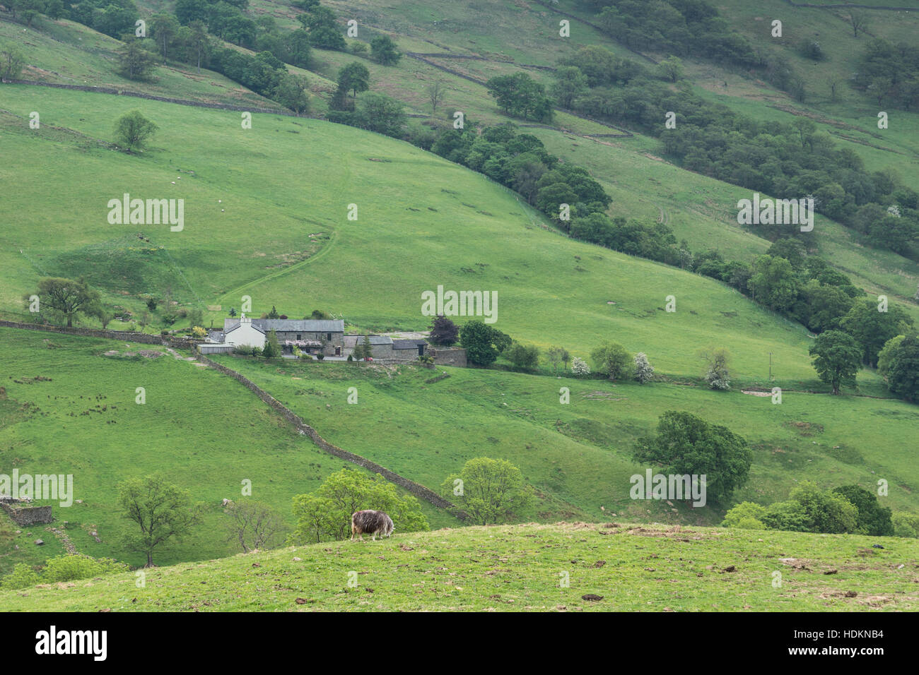 Isolated farm on the slope of mountain in Lake District Stock Photo - Alamy