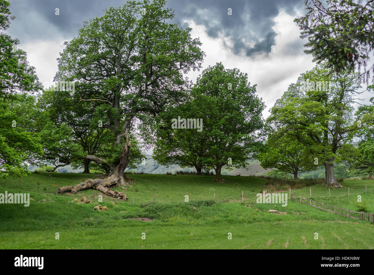 Broken tree branch hi-res stock photography and images - Alamy