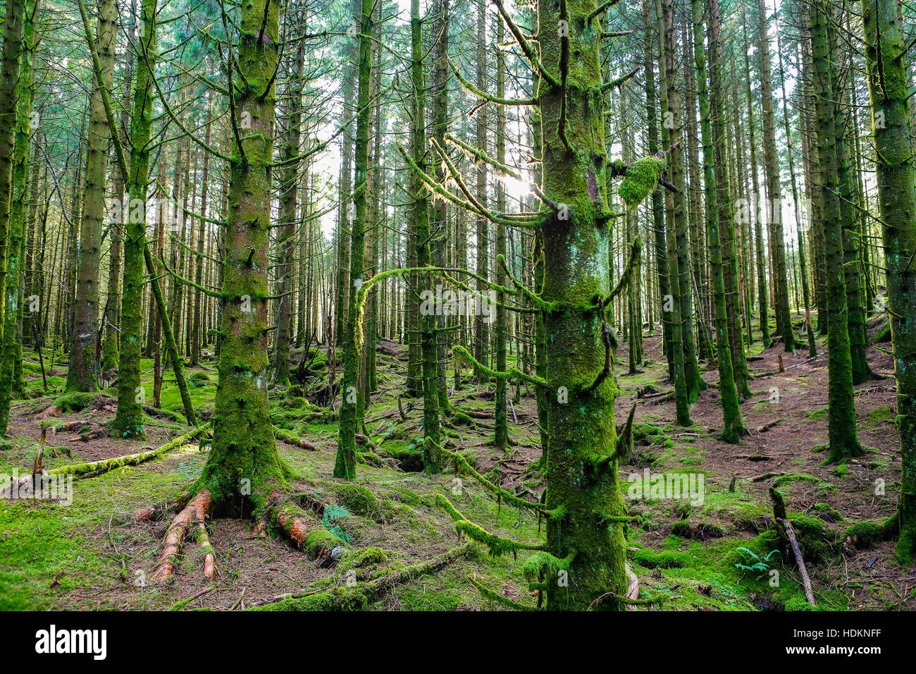 Old Norwegian forest. Bergen, Norway Stock Photo - Alamy