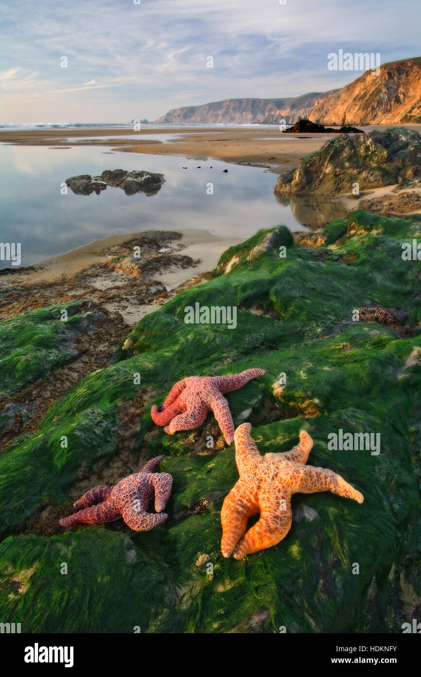Three Starfish in Point Reyes Stock Photo - Alamy