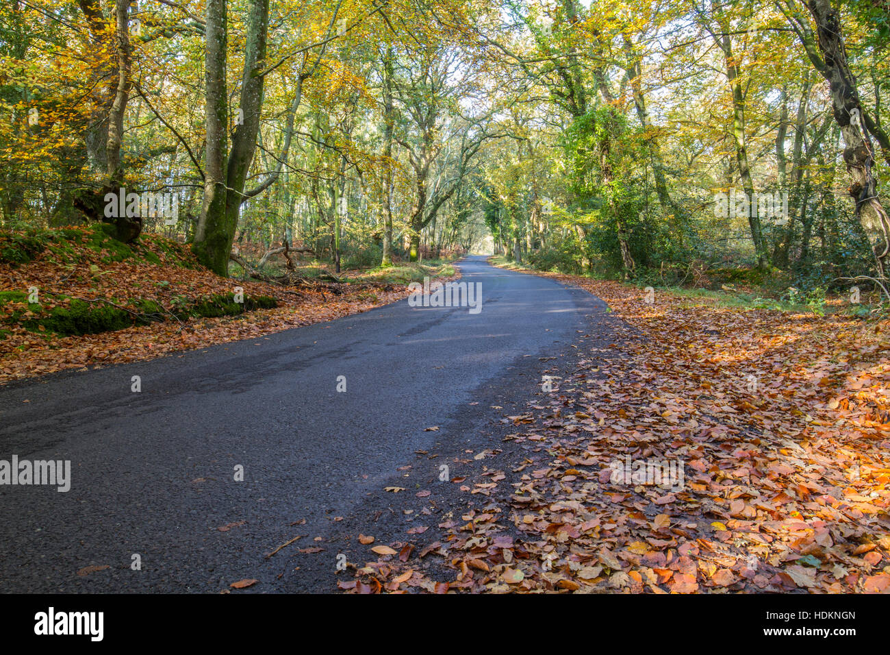 sun shining through trees to country lane running through autumn woods ...