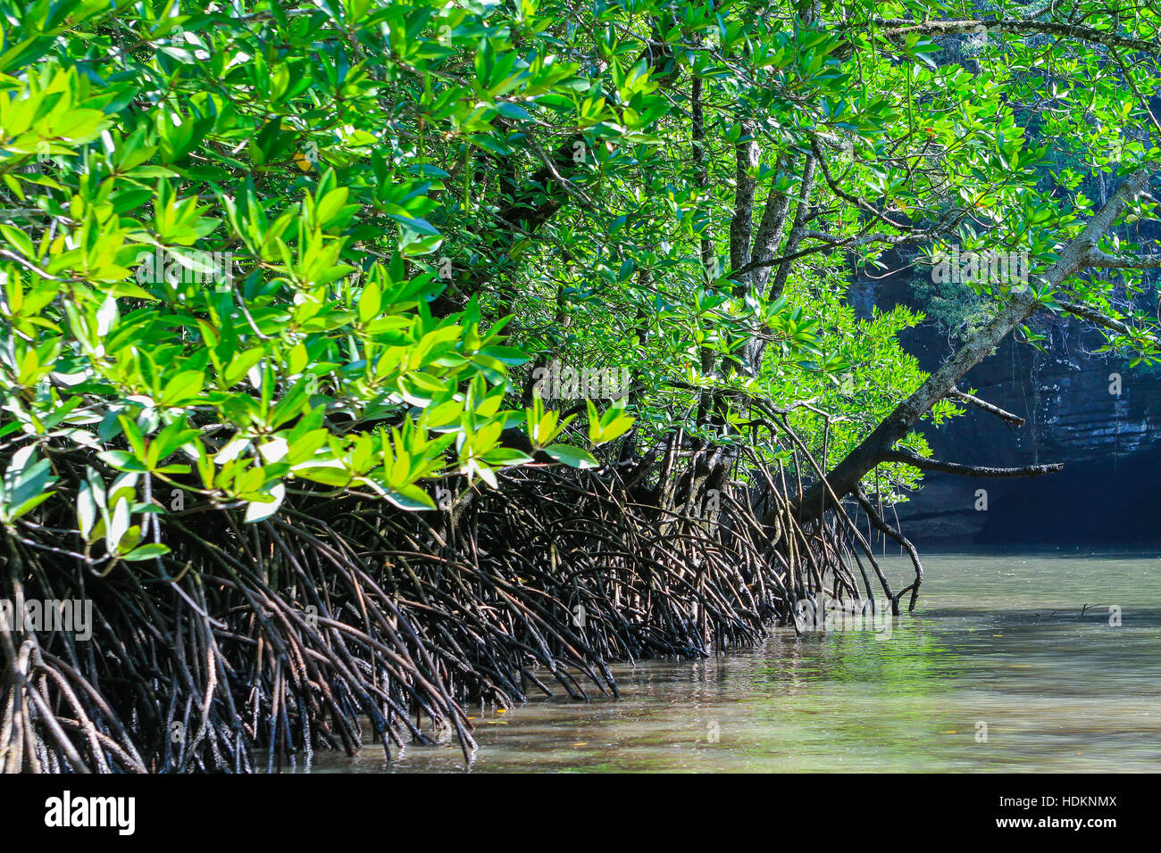 Magrove. Kilim Karst Geoforest Park. Langkawi, Malaysia Stock Photo - Alamy