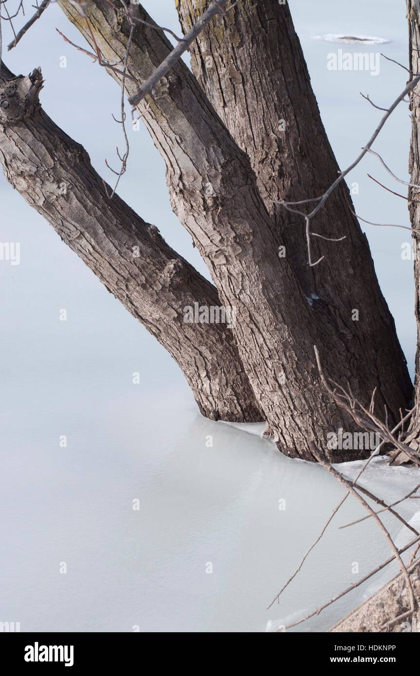 Trees encased in ice on the banks of the Cedar River, Iowa, USA Stock ...