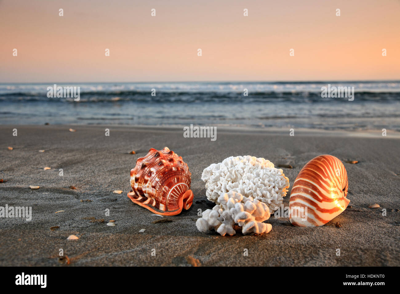 shells and corals on a beautiful beach Stock Photo - Alamy