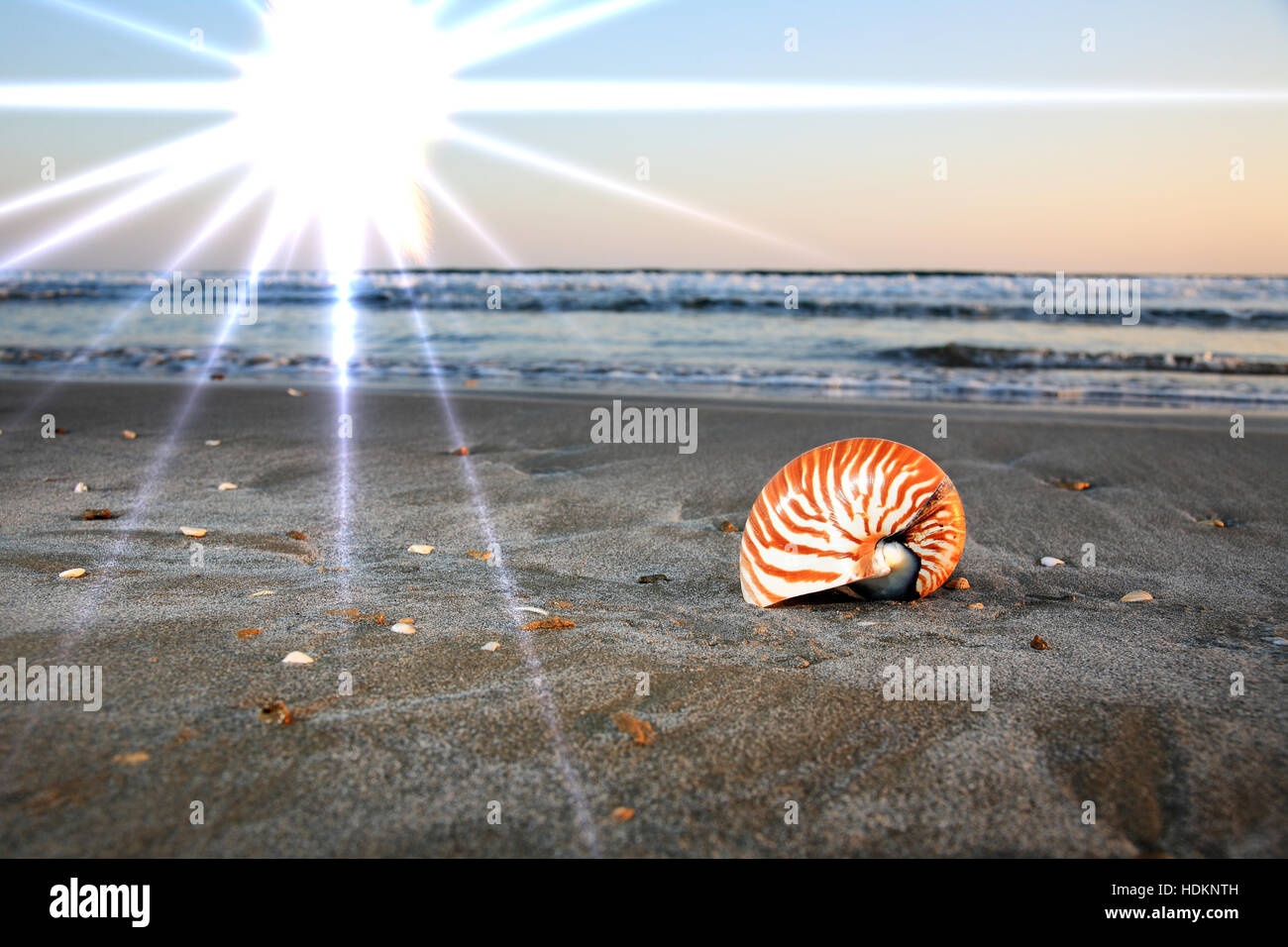 beautiful shell on sandy beach Stock Photo - Alamy