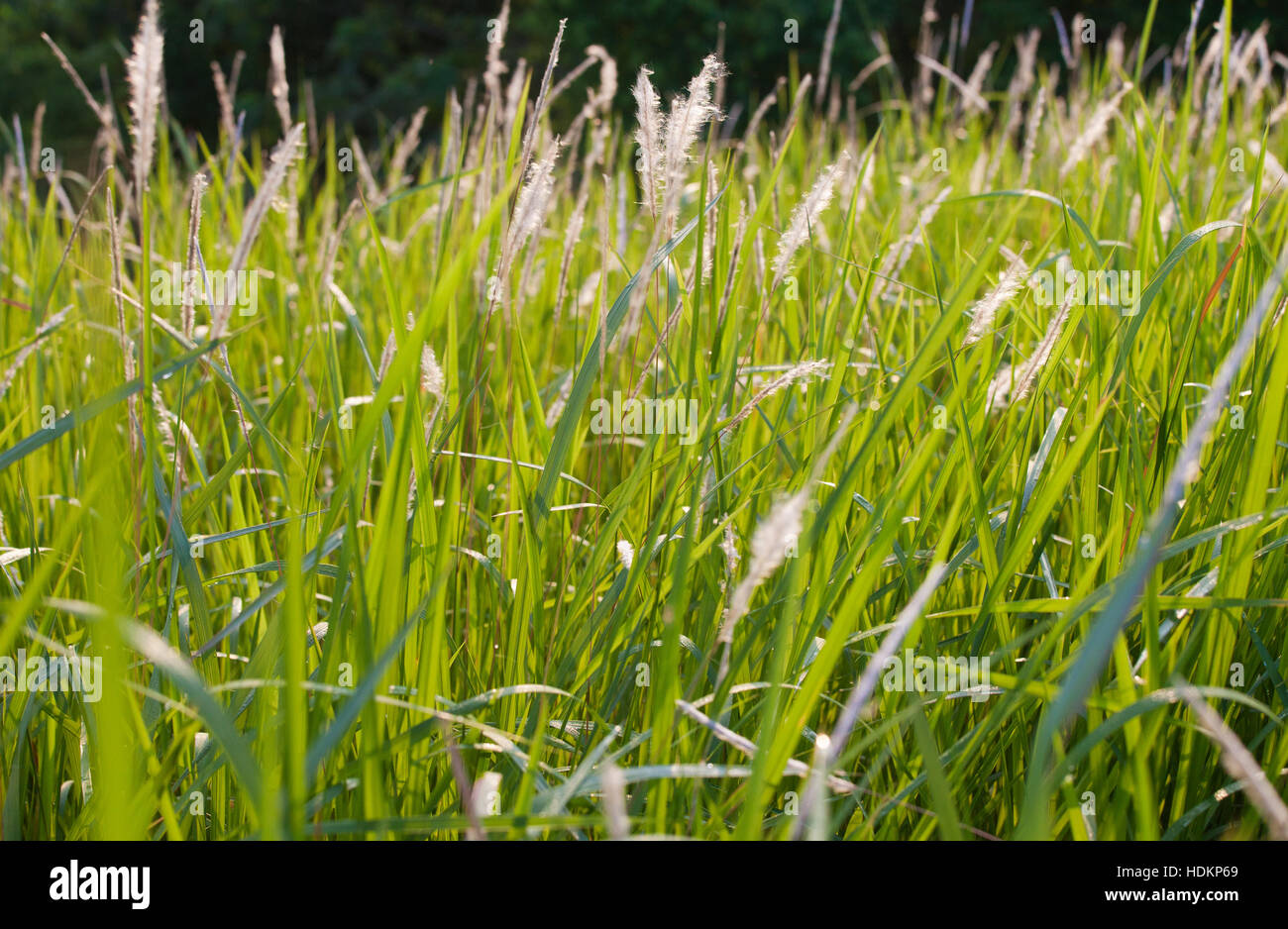 Silver Grasses High Resolution Stock Photography and Images - Alamy