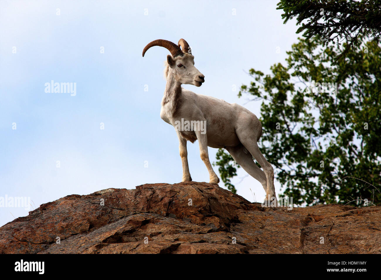 Sheep tail hi-res stock photography and images - Alamy