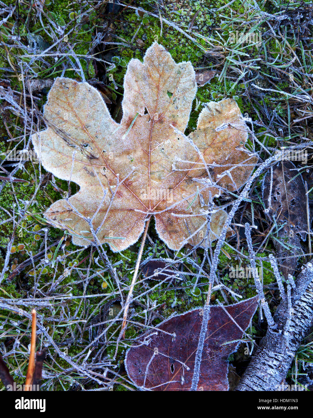 Frosted leaf in fall colors Stock Photo - Alamy