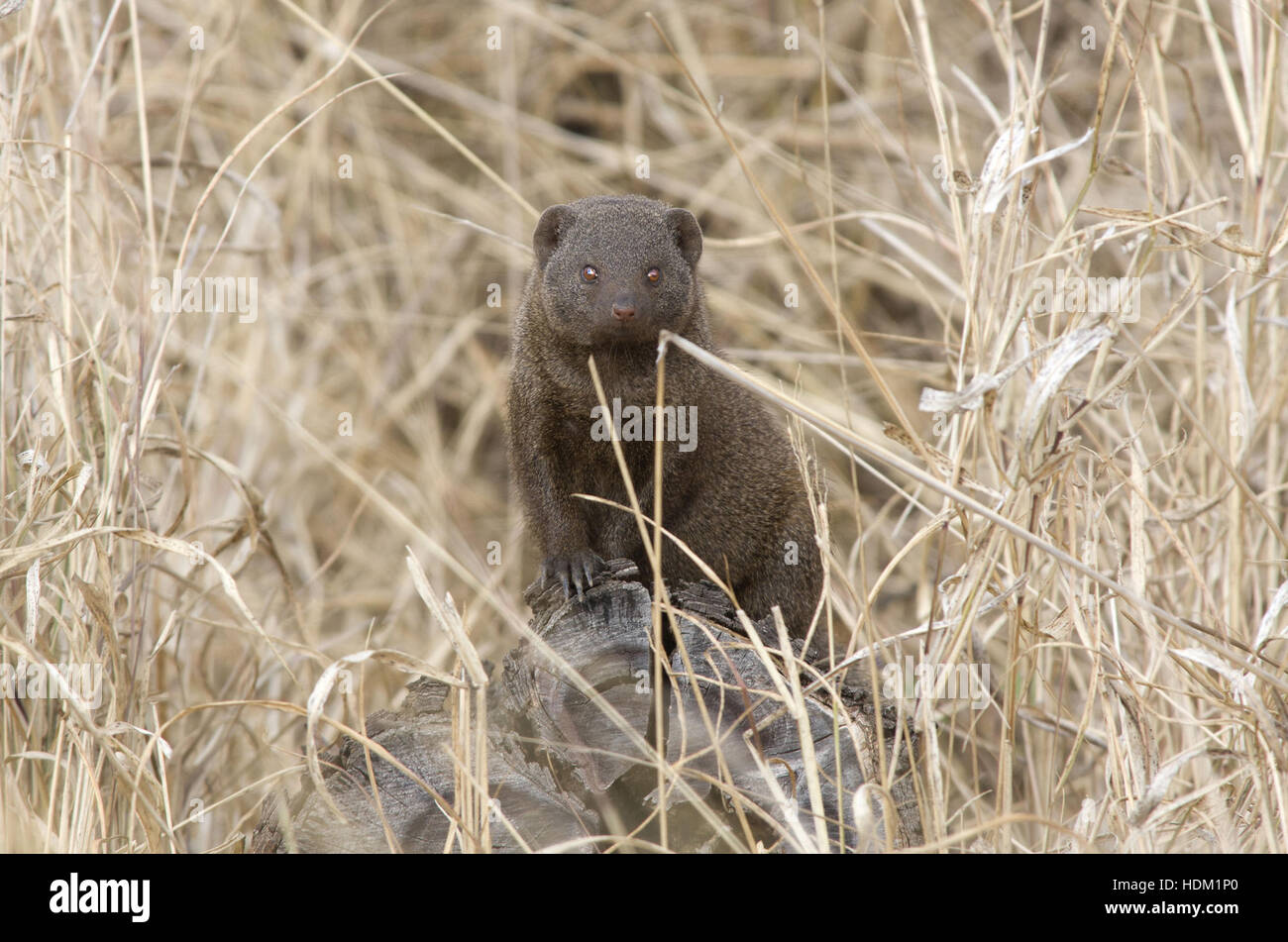 South african mongoose hi-res stock photography and images - Alamy