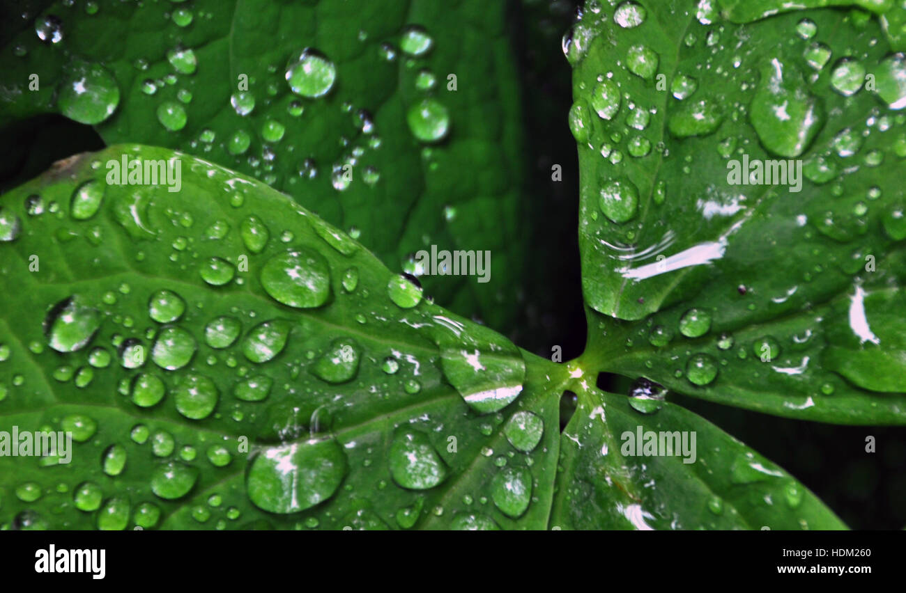 Water droplets on Achlys triphylla (Vanilla Leaf) leaves, Olympic ...