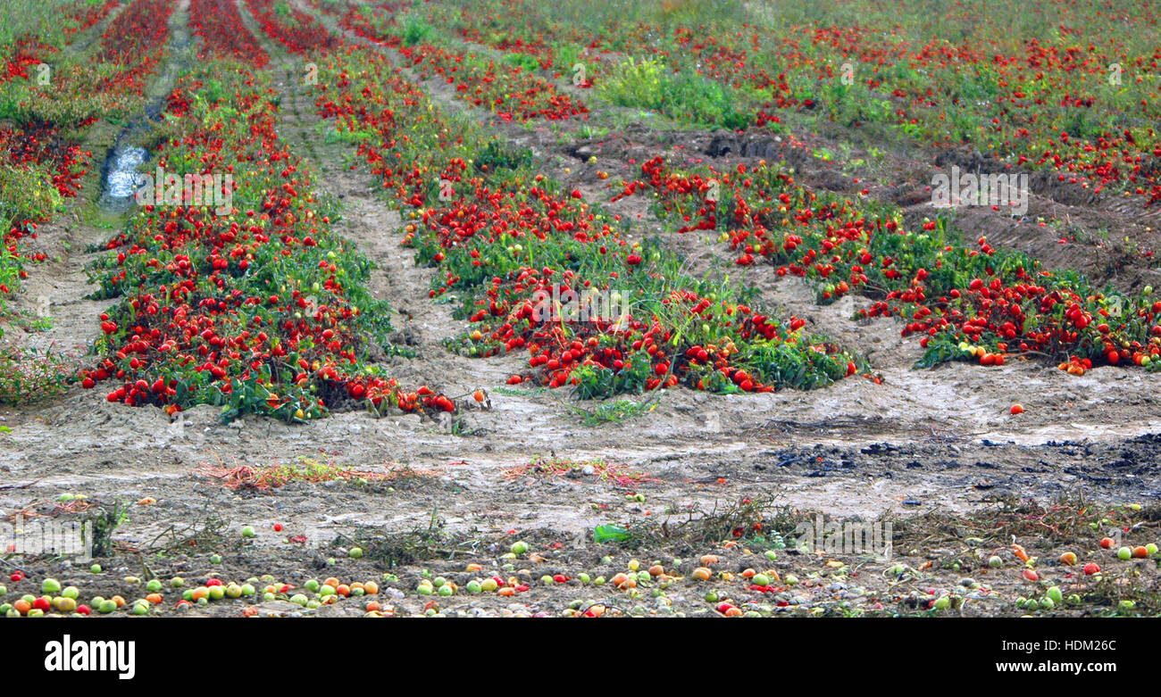 Tomato Harvest Italy Field High Resolution Stock Photography and Images ...