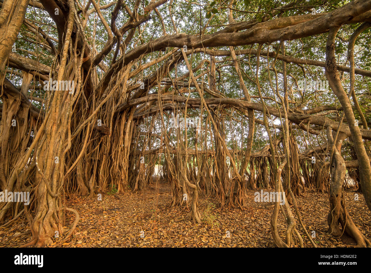 Tree of Life, Amazing Banyan Tree in morning sunlight Stock Photo - Alamy