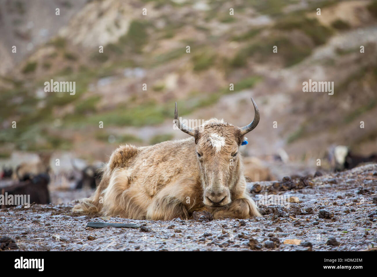 Domestic yak in the Himalaya mountains, Nepal Stock Photo - Alamy