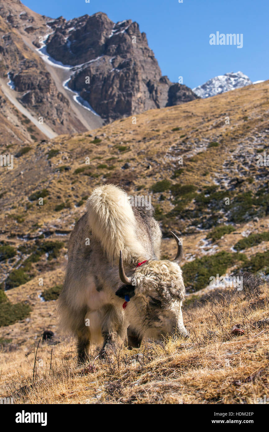 Domestic yak in the Himalaya mountains, Nepal Stock Photo - Alamy