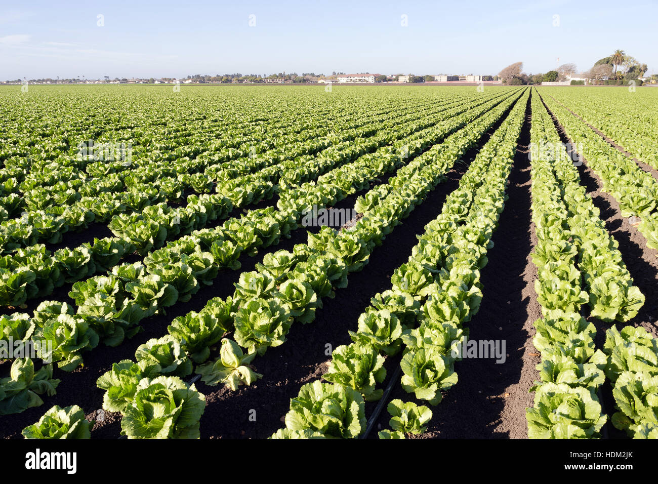 Urban Crop Field Perfect Green Produce Leaf Lettuce Stock Photo - Alamy