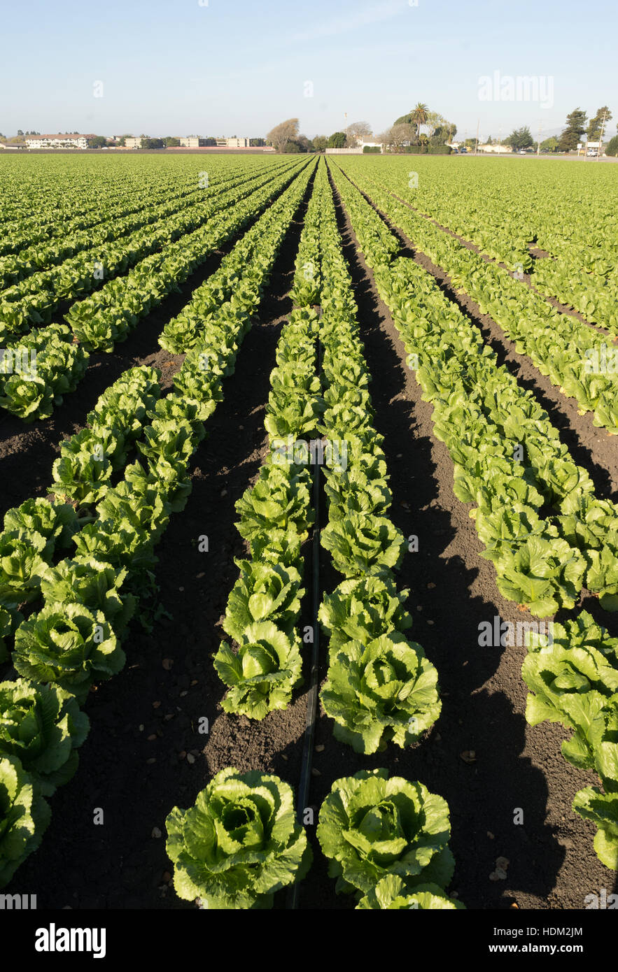Urban Crop Field Perfect Green Produce Leaf Lettuce Stock Photo - Alamy