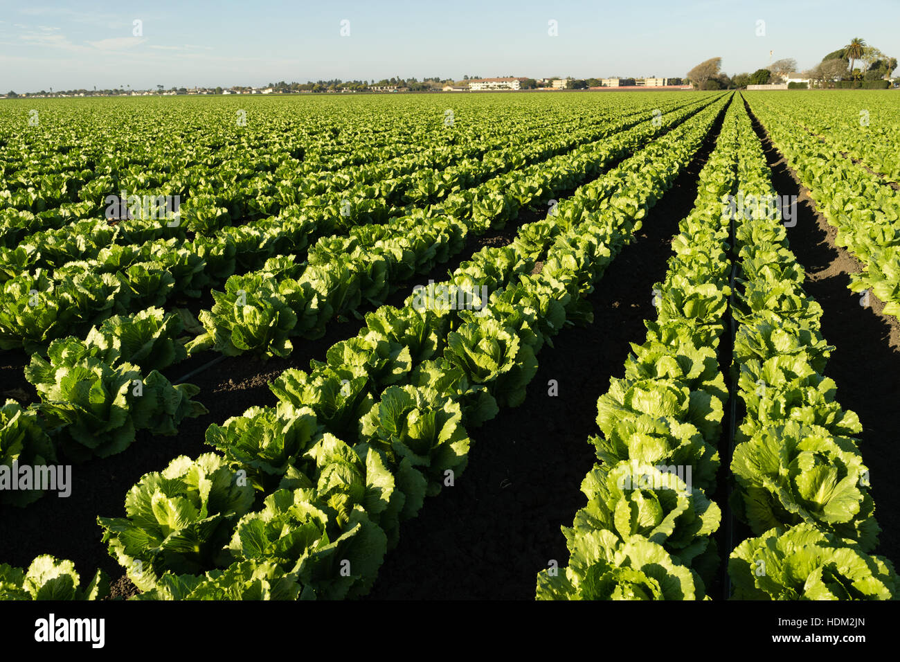 Urban Crop Field Perfect Green Produce Leaf Lettuce Stock Photo - Alamy