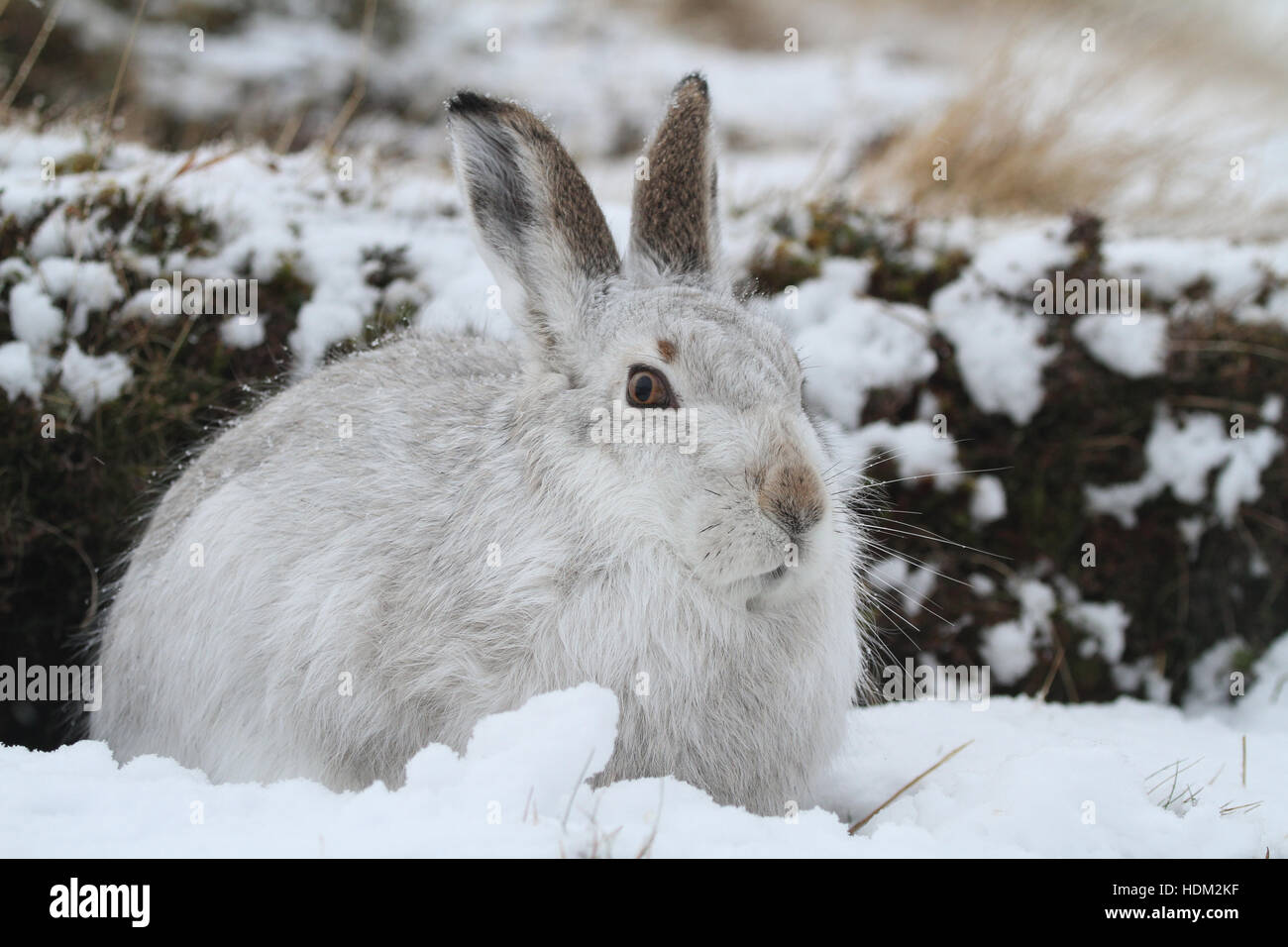 A Mountain Hare (Lepus timidus ) in its winter white coat , in a snow ...