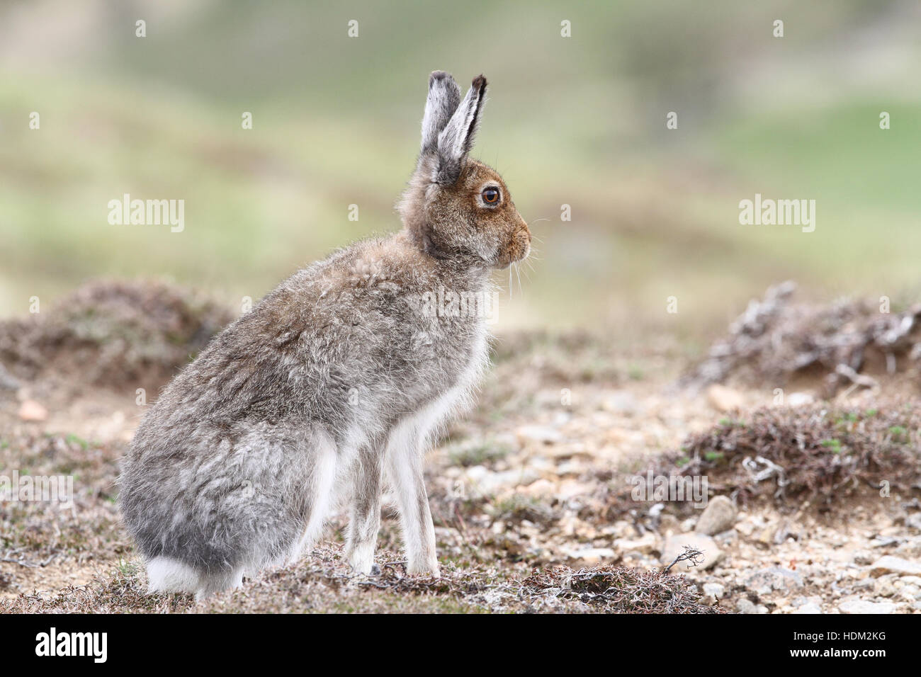 Mountain Hare (Lepus timidus) in the highlands of Scotland , in its ...