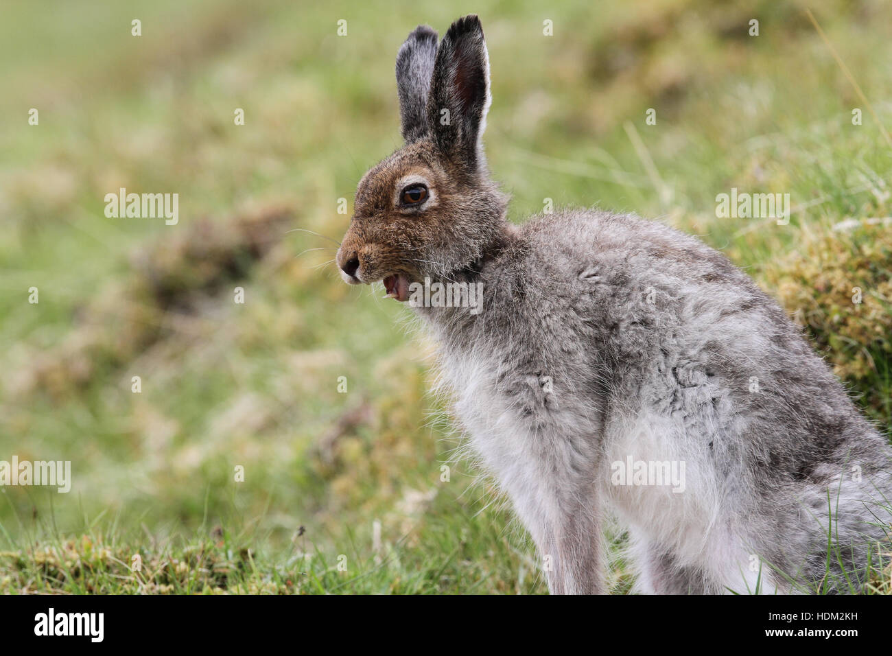 Mountain Hare (Lepus timidus) in the highlands of Scotland yawning ...
