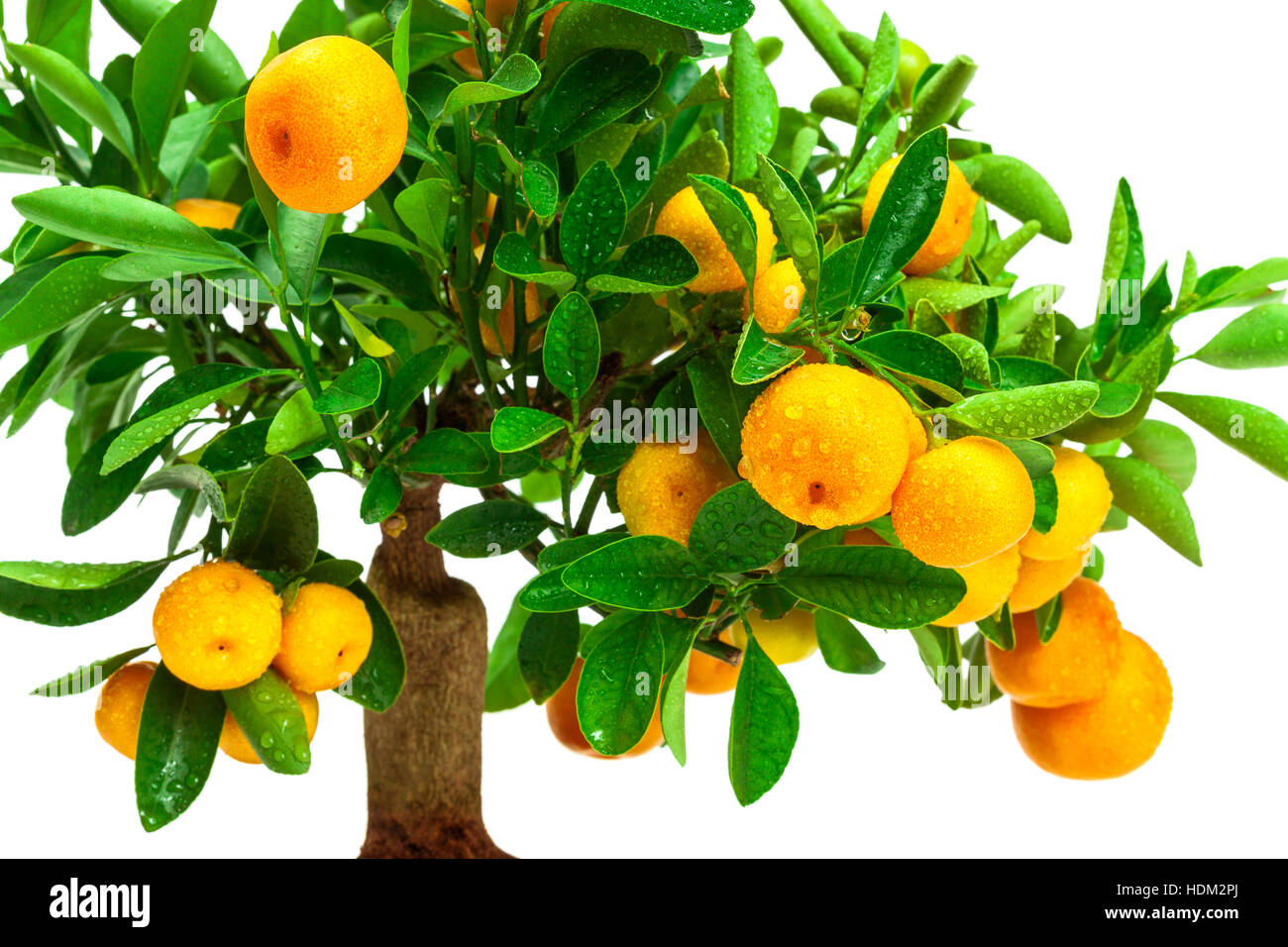 beautiful tangerine tree on a white background Stock Photo - Alamy