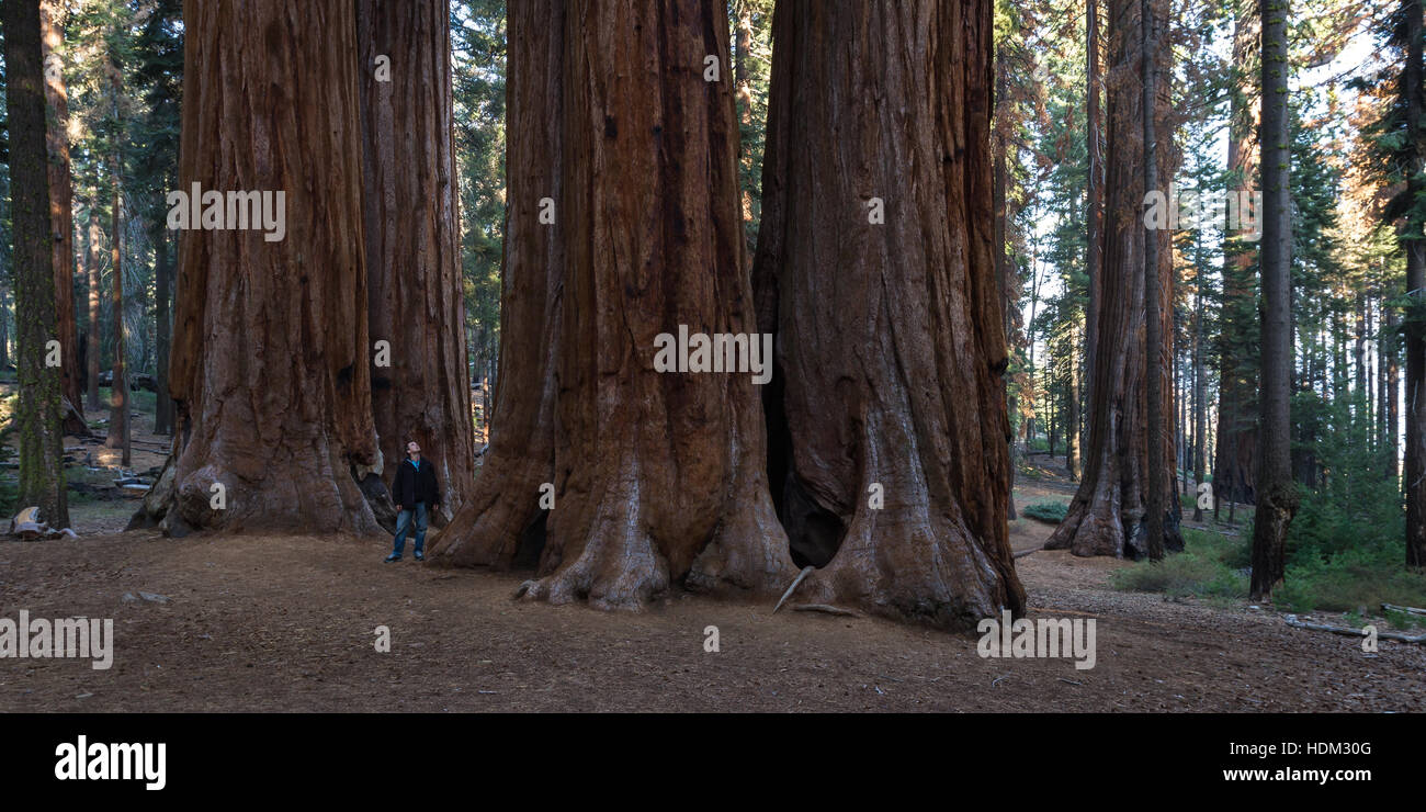 big sequoias in a group with a man standing at the base to get an idea ...