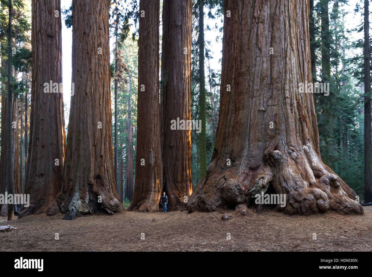 big sequoias in a group with a man standing at the base to get an idea ...