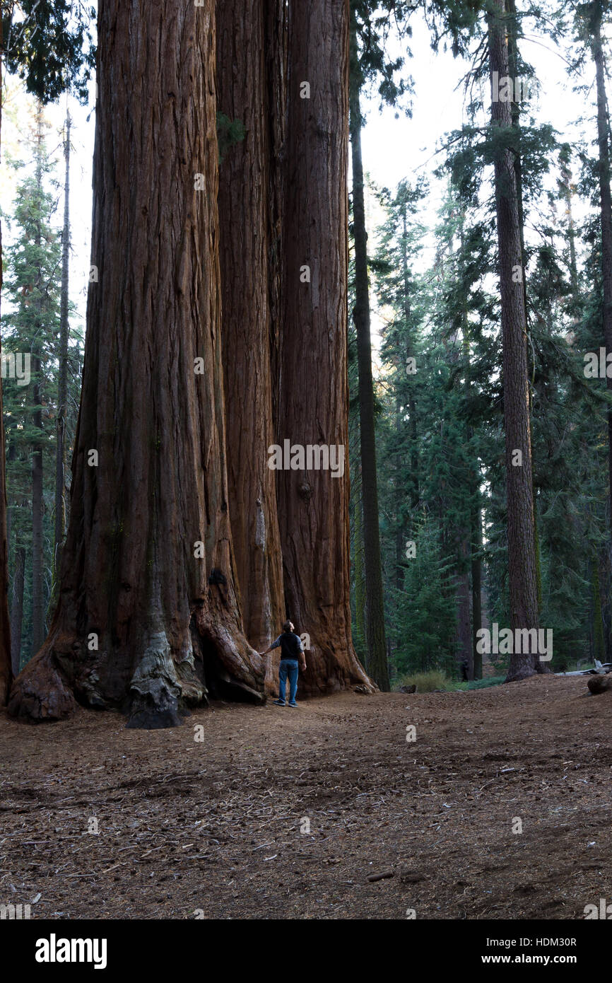 Man Standing Sequoia Tree High Resolution Stock Photography and Images ...
