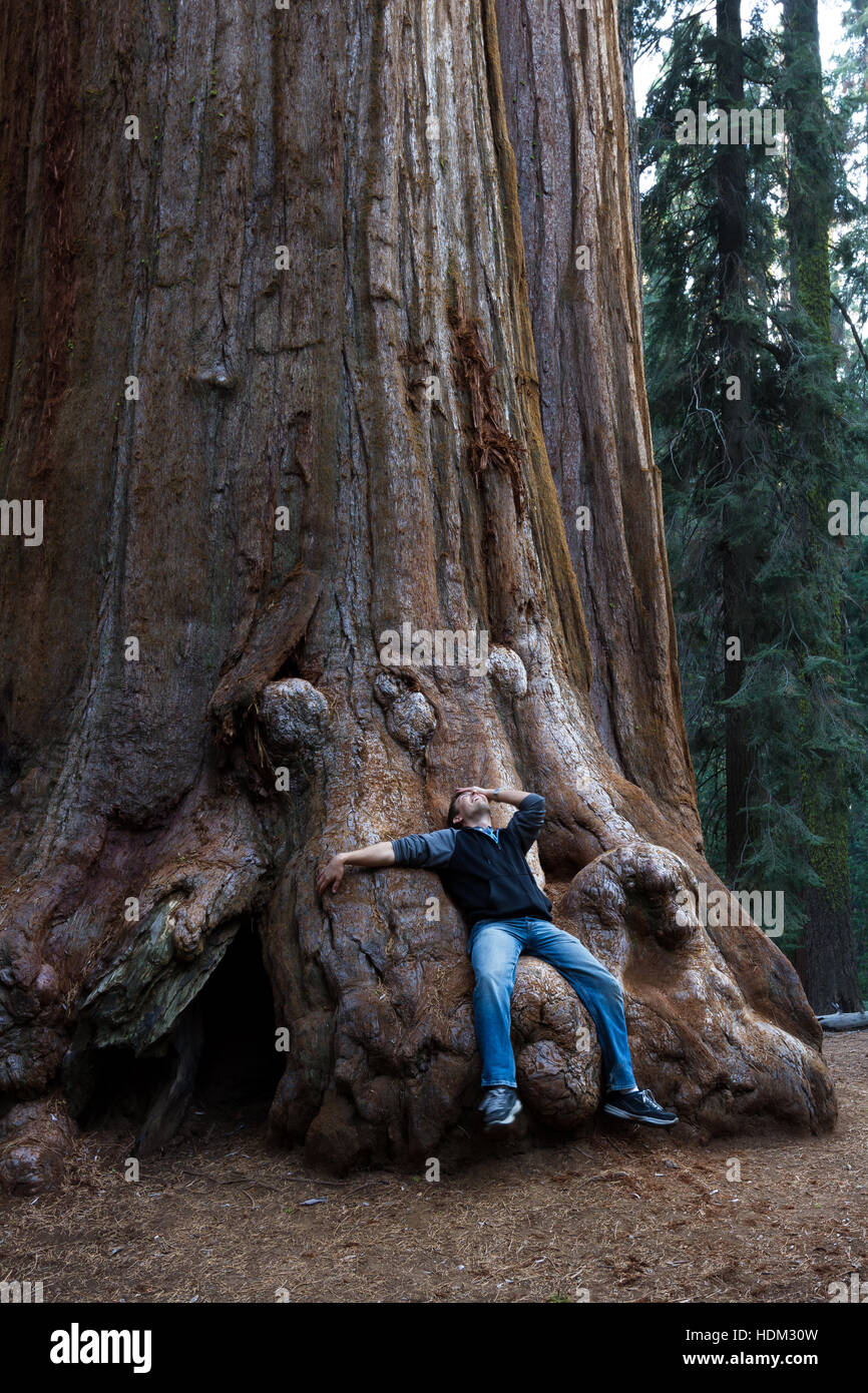 Giant Sequoia Person High Resolution Stock Photography and Images - Alamy