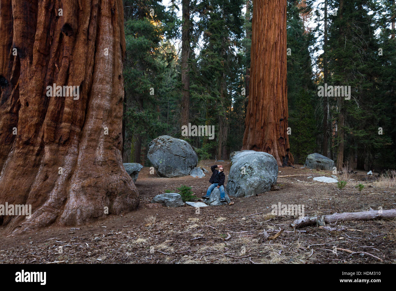 Man giant sequoia tree hi-res stock photography and images - Alamy