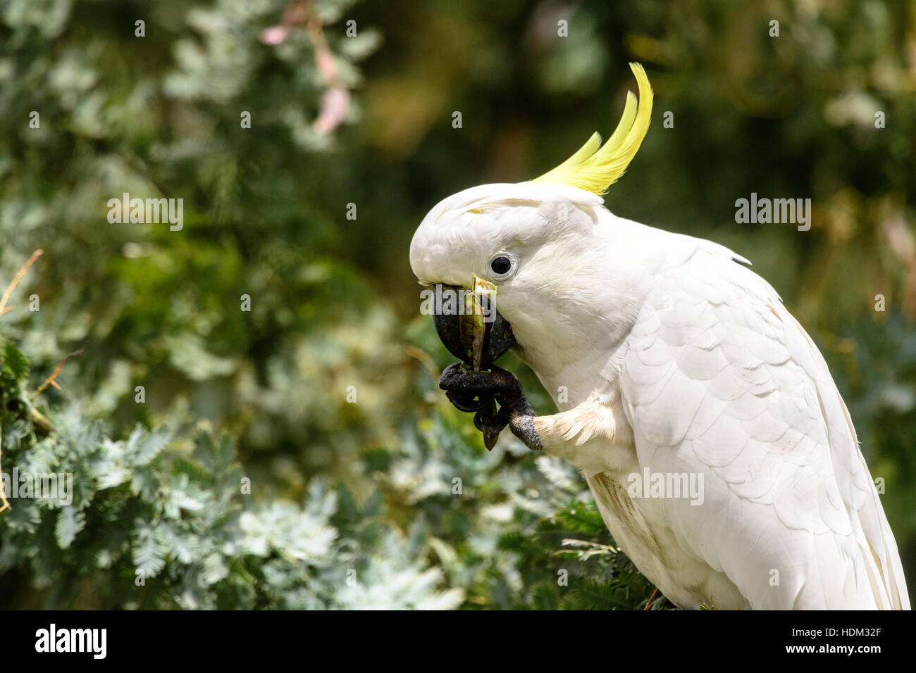 Sulphur Crested Cockatoo stripping and eating wattle seeds Stock Photo ...