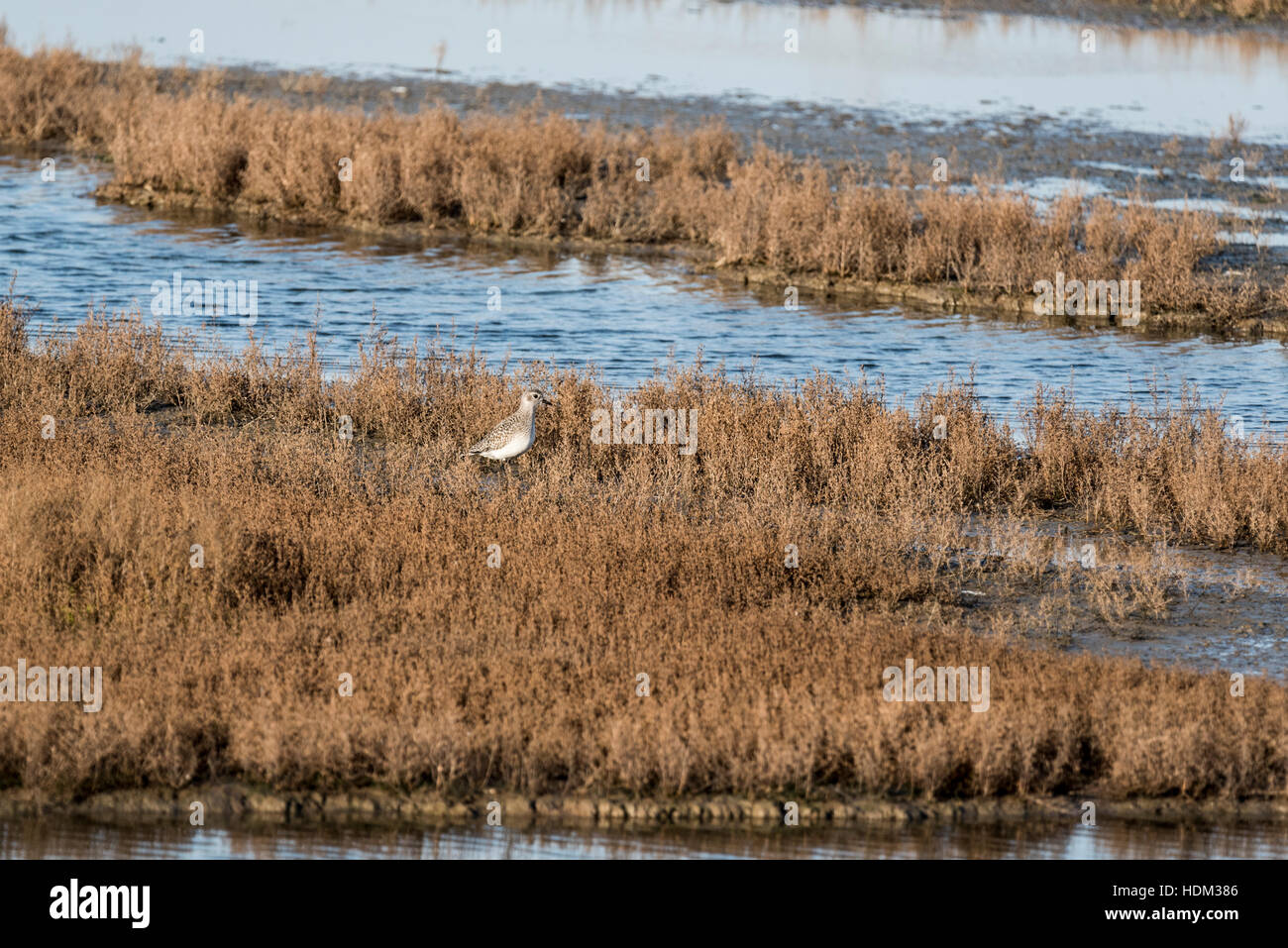 Grey Plover with its reflection. A habitat shot Stock Photo - Alamy