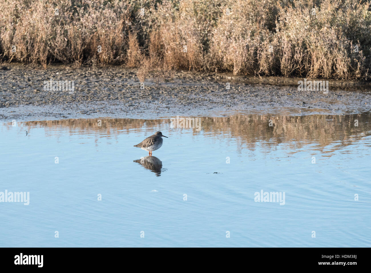 Single tree standing in water hi-res stock photography and images - Alamy