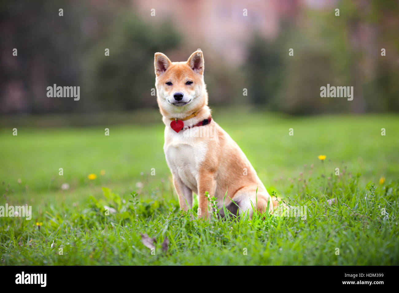 A young shiba inu sits in the park Stock Photo - Alamy