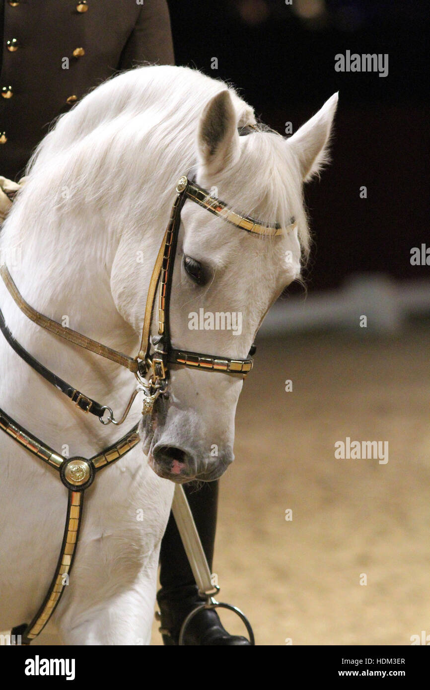 Unknown rider in action on a beautiful gray lipizzaner horse. Head shot ...