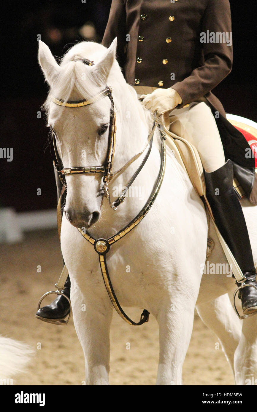 Lipizzaner horse hi-res stock photography and images - Alamy