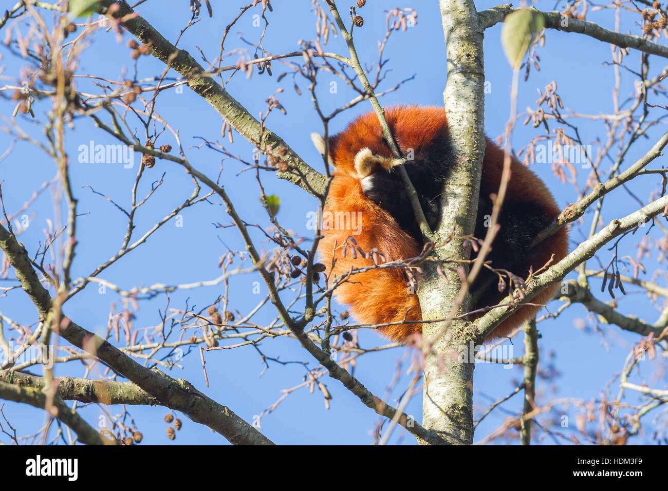 Red panda napping in a large tree Stock Photo - Alamy