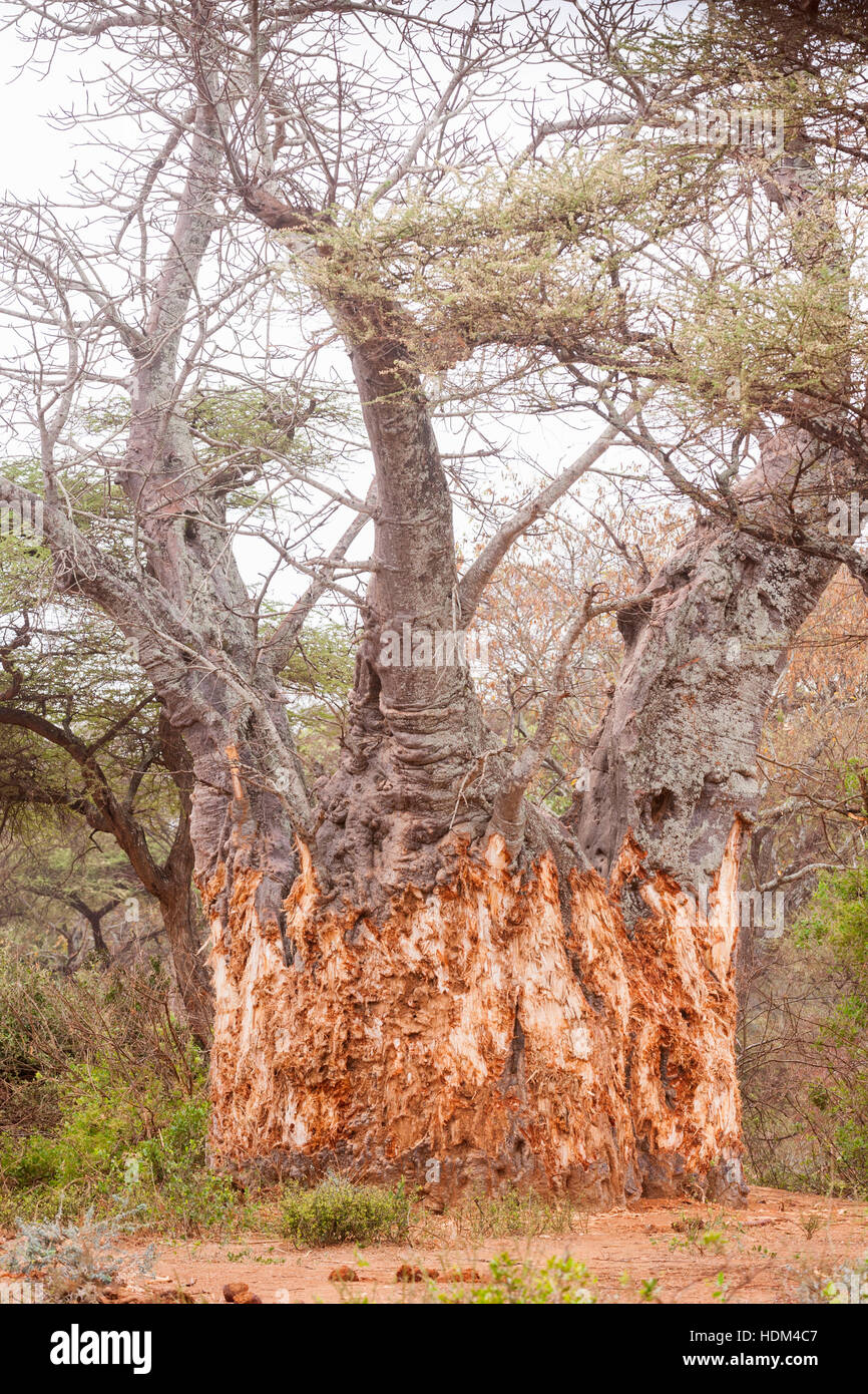 A large Baobab tree Adonsonia digitata with its bark being destroyed in ...