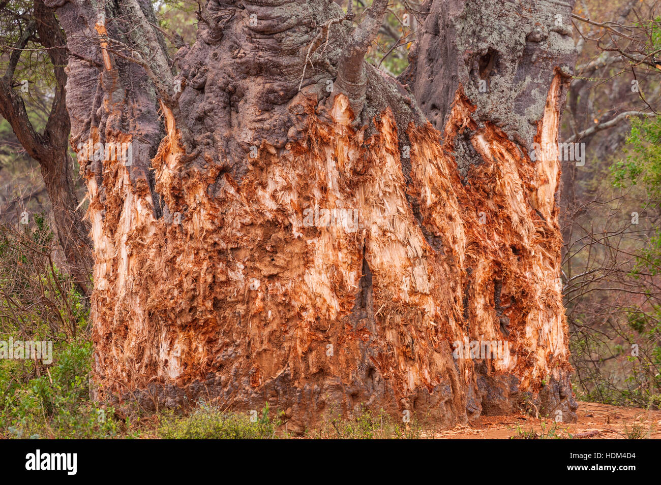 Indigenous tree zimbabwe hi-res stock photography and images - Alamy